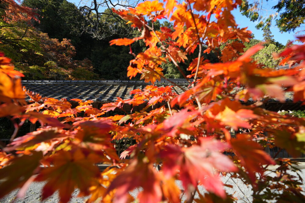 SONYユーザーのカメラ初心者へ、色づくりの基本は、クリエイティブルックで学ぼう！ | パパママカメラ